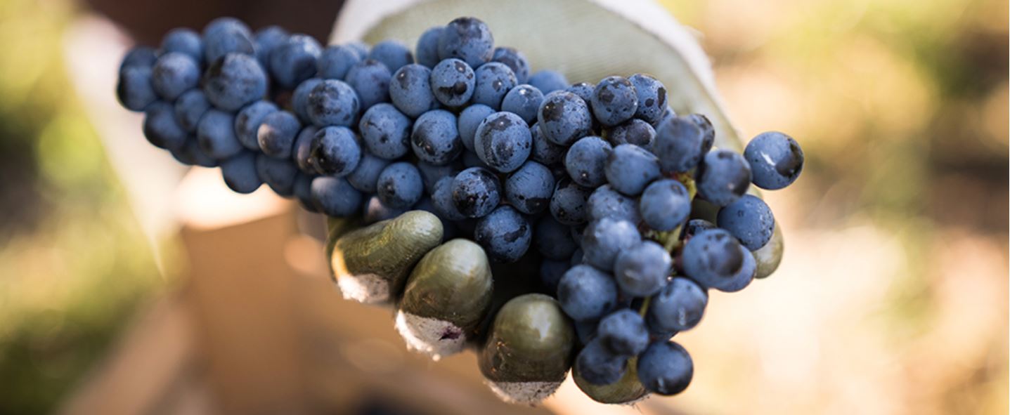 Vitigni minori italiani: rari, antichi e preziosissimi - Bacco Minore